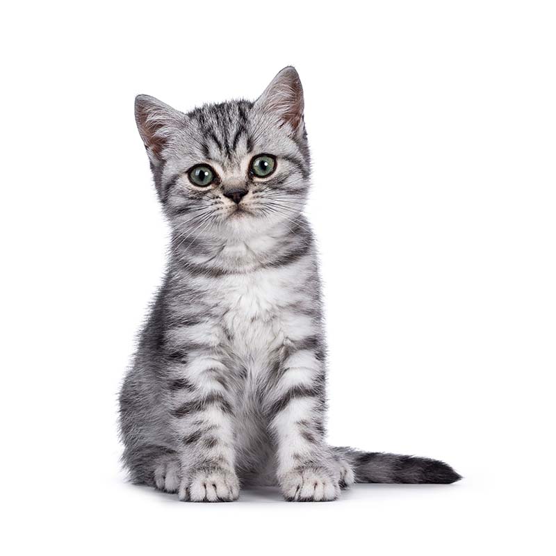 Zwangerschap bij katten: Dit moet je weten Zwangerschap bij katten: Dit moet je weten